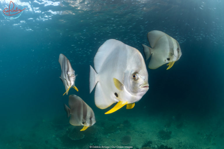 Fish Change Colour - Coralia Liveaboard Indonesia